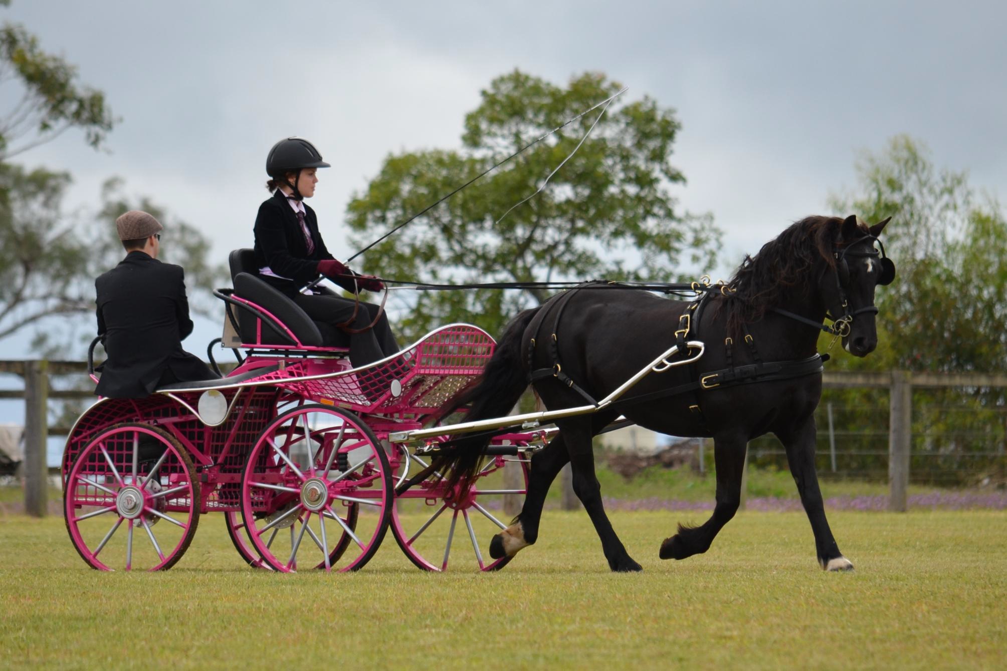 Come & Try Carriage Driving 1 March 2015 | Driving Queensland
