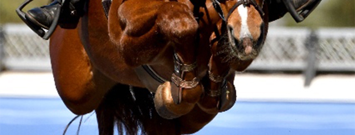Jumping Judges clinic | Equestrian Queensland
